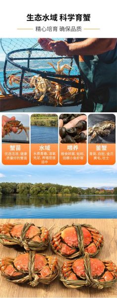 阳澄湖大闸蟹进货渠道_正宗蟹源怎么找-第2张图片-山城妙识 阳澄湖大闸蟹进货渠道_正宗蟹源怎么找-第2张图片-山城妙识