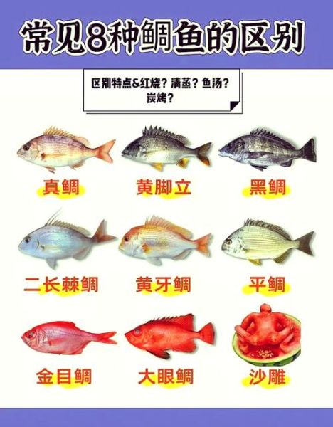 鲷鱼种类有哪些_如何区分常见鲷鱼-第2张图片-山城妙识 鲷鱼种类有哪些_如何区分常见鲷鱼-第2张图片-山城妙识