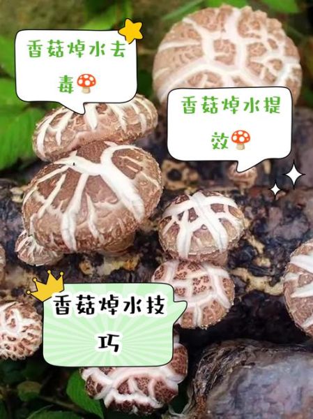 香菇用不用焯水_焯水后口感会变差吗-第1张图片-山城妙识 香菇用不用焯水_焯水后口感会变差吗-第1张图片-山城妙识