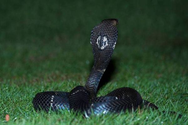 眼镜王蛇有毒吗_被咬后多久会死-第1张图片-山城妙识