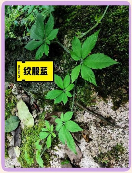 野生绞股蓝长什么样_如何辨别真假野生绞股蓝-第2张图片-山城妙识 野生绞股蓝长什么样_如何辨别真假野生绞股蓝-第2张图片-山城妙识