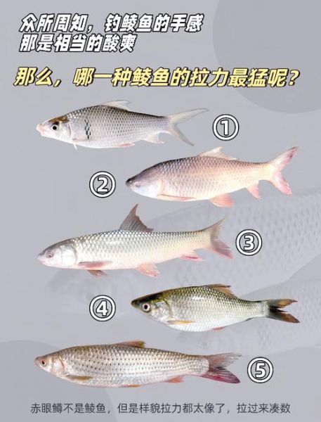 鲮鱼种类有哪些_鲮鱼图片怎么区分-第1张图片-山城妙识 鲮鱼种类有哪些_鲮鱼图片怎么区分-第1张图片-山城妙识