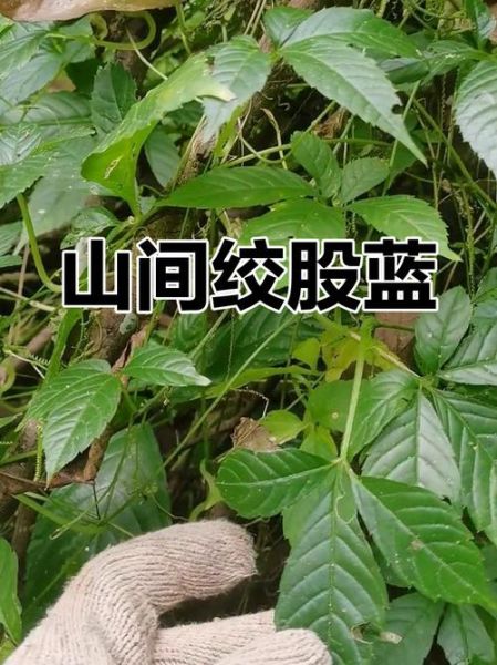 野生绞股蓝长什么样_如何辨别真假野生绞股蓝-第3张图片-山城妙识 野生绞股蓝长什么样_如何辨别真假野生绞股蓝-第3张图片-山城妙识
