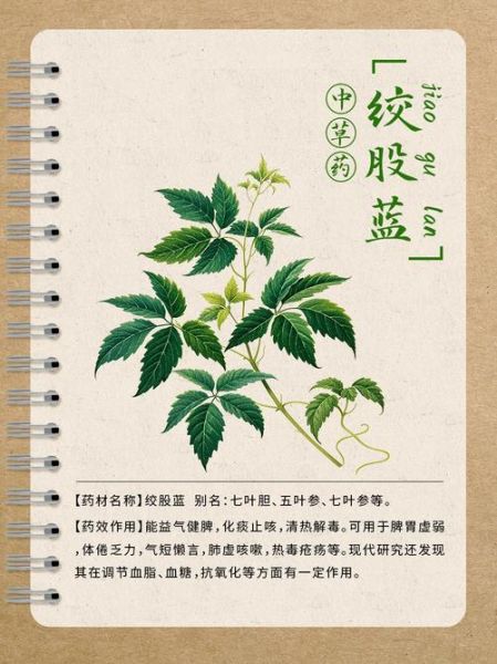 野生绞股蓝长什么样_如何辨别真假野生绞股蓝-第1张图片-山城妙识 野生绞股蓝长什么样_如何辨别真假野生绞股蓝-第1张图片-山城妙识