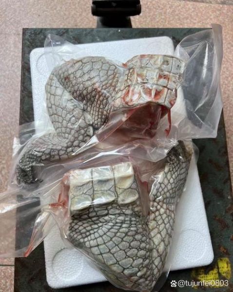 鳄鱼肉不能和什么一起吃_鳄鱼肉相克食物有哪些-第3张图片-山城妙识