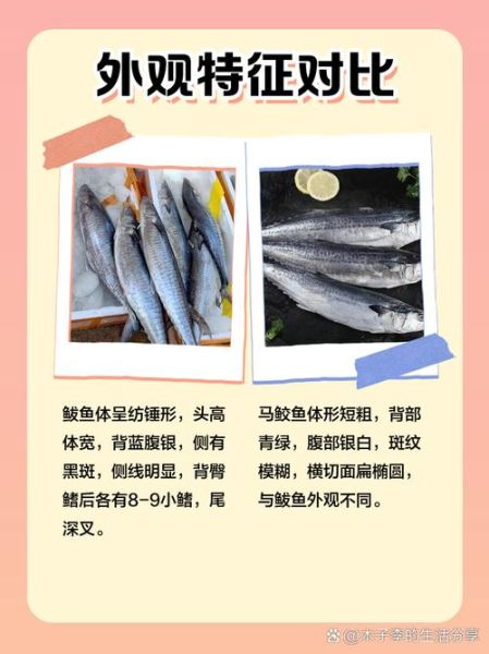 鲅鱼怎么读_鲅鱼读音是什么-第1张图片-山城妙识