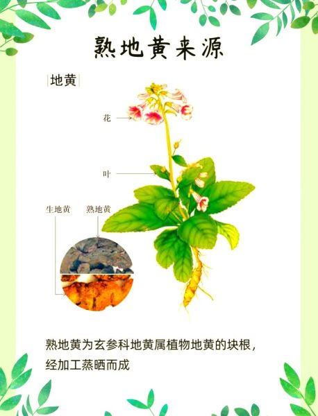 熟地黄的功效与作用_熟地黄怎么吃效果最好-第3张图片-山城妙识