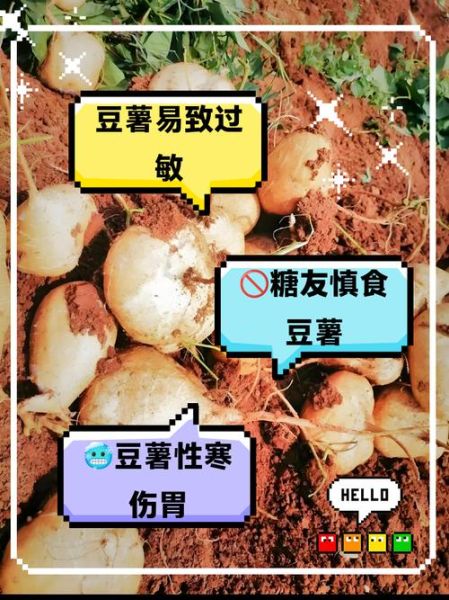 豆薯的功效与作用_豆薯怎么吃减肥-第2张图片-山城妙识