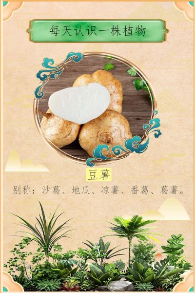 豆薯的功效与作用_豆薯怎么吃减肥-第1张图片-山城妙识