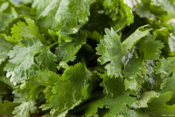 长得像香菜的蔬菜叫什么_怎么区分-第3张图片-山城妙识