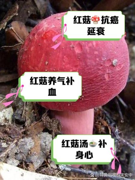红菇炖什么最营养_红菇炖汤搭配推荐-第3张图片-山城妙识