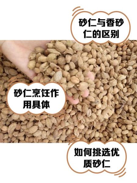 香砂和砂仁的区别_香砂与砂仁图片对比-第1张图片-山城妙识