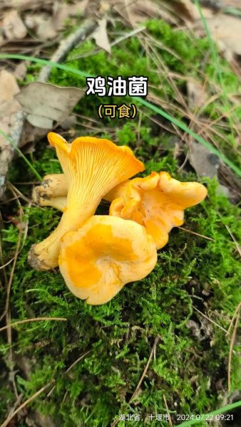 黄丝菌的功效与作用_黄丝菌怎么吃最好-第1张图片-山城妙识