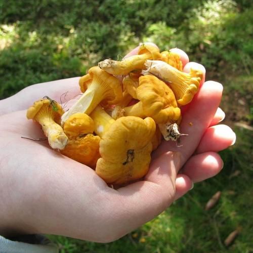 黄丝菌的功效与作用_黄丝菌怎么吃最好-第3张图片-山城妙识