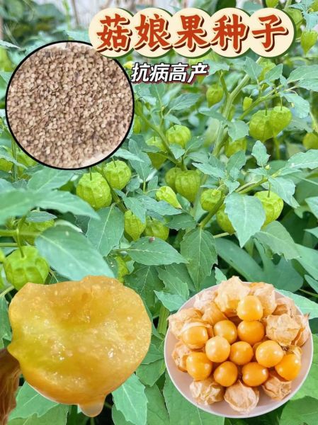 菇茑怎么吃_菇茑的营养价值-第3张图片-山城妙识 菇茑怎么吃_菇茑的营养价值-第3张图片-山城妙识