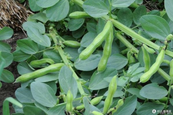 胡豆和蚕豆的区别_哪个更好吃-第3张图片-山城妙识 胡豆和蚕豆的区别_哪个更好吃-第3张图片-山城妙识