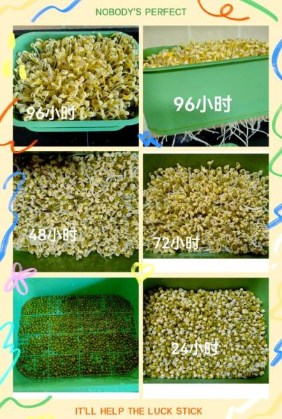豆芽怎么种植_家庭无土栽培豆芽步骤-第1张图片-山城妙识