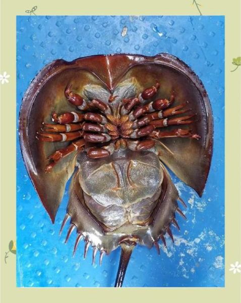 中华鲎是保护动物吗_中华鲎保护级别-第3张图片-山城妙识 中华鲎是保护动物吗_中华鲎保护级别-第3张图片-山城妙识