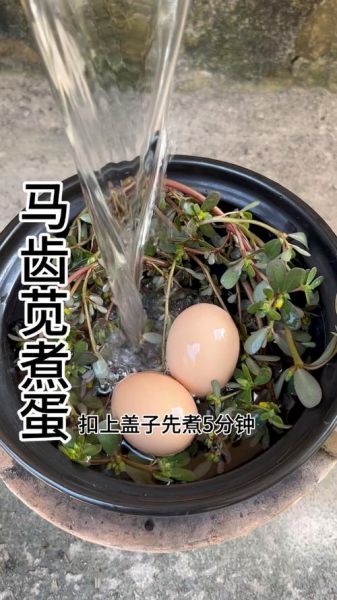 马齿苋煮鸡蛋的功效_马齿苋煮鸡蛋的禁忌-第2张图片-山城妙识