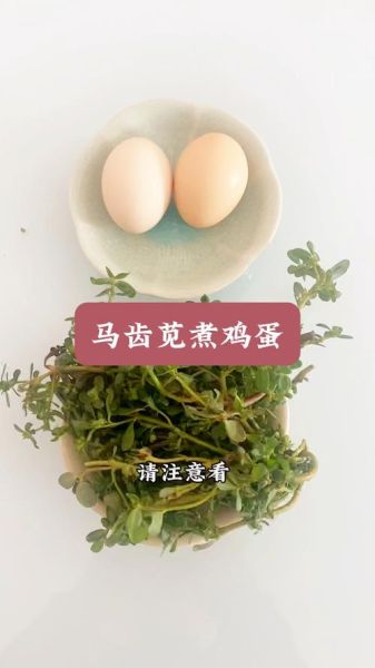 马齿苋煮鸡蛋的功效_马齿苋煮鸡蛋的禁忌-第1张图片-山城妙识