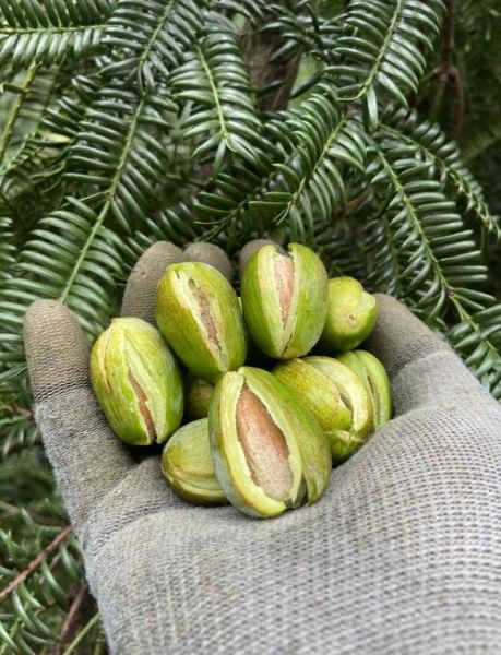 香榧为什么难吃还贵_香榧价格高的原因-第2张图片-山城妙识 香榧为什么难吃还贵_香榧价格高的原因-第2张图片-山城妙识