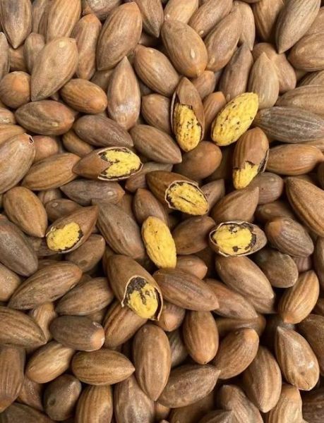 香榧为什么难吃还贵_香榧价格高的原因-第3张图片-山城妙识 香榧为什么难吃还贵_香榧价格高的原因-第3张图片-山城妙识