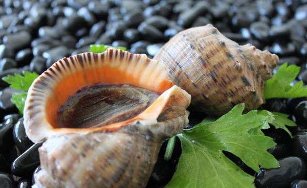 海螺种类有哪些_海螺图片怎么拍才好看-第2张图片-山城妙识 海螺种类有哪些_海螺图片怎么拍才好看-第2张图片-山城妙识