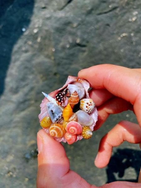海螺种类有哪些_海螺图片怎么拍才好看-第1张图片-山城妙识 海螺种类有哪些_海螺图片怎么拍才好看-第1张图片-山城妙识