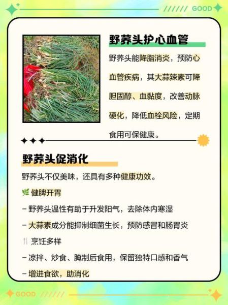 荞头菜的功效与作用_什么人不能吃荞头菜-第3张图片-山城妙识 荞头菜的功效与作用_什么人不能吃荞头菜-第3张图片-山城妙识