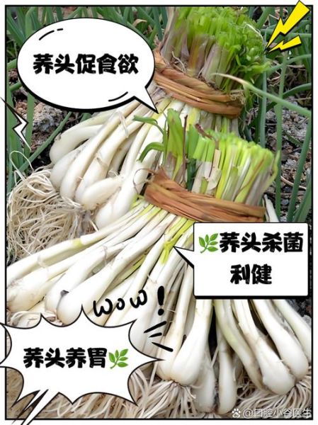 荞头菜的功效与作用_什么人不能吃荞头菜-第1张图片-山城妙识 荞头菜的功效与作用_什么人不能吃荞头菜-第1张图片-山城妙识