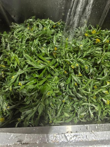 鼠曲草有几种吃法_鼠曲草怎么做最好吃-第2张图片-山城妙识 鼠曲草有几种吃法_鼠曲草怎么做最好吃-第2张图片-山城妙识