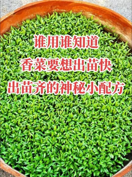 香菜怎么种出苗多又快_香菜催芽技巧-第2张图片-山城妙识 香菜怎么种出苗多又快_香菜催芽技巧-第2张图片-山城妙识