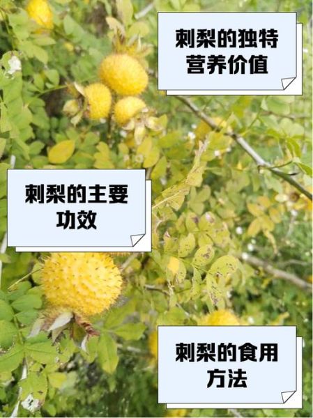 野生刺梨图片_野生刺梨的功效与作用-第1张图片-山城妙识