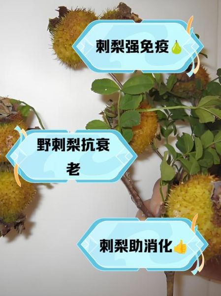 野生刺梨图片_野生刺梨的功效与作用-第2张图片-山城妙识