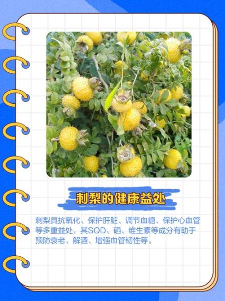 野生刺梨图片_野生刺梨的功效与作用-第3张图片-山城妙识