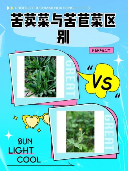 苣荬菜长什么样_苣荬菜和苦菜区别-第1张图片-山城妙识 苣荬菜长什么样_苣荬菜和苦菜区别-第1张图片-山城妙识