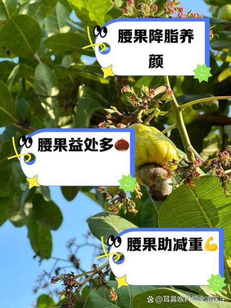 腰果的功效与作用及禁忌症_哪些人不适合吃腰果-第3张图片-山城妙识