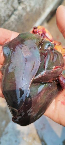 鸡肝为什么不能多吃_鸡肝吃多了有什么危害-第2张图片-山城妙识