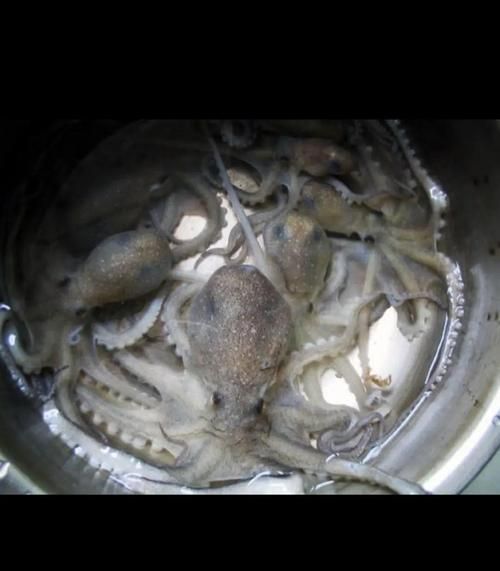 望潮是什么_望潮和章鱼的区别-第1张图片-山城妙识