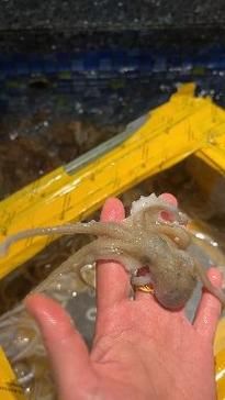 望潮是什么_望潮和章鱼的区别-第2张图片-山城妙识