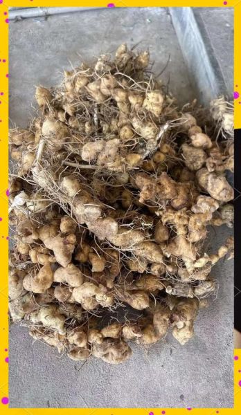 黄精长什么样_黄精图片怎么辨别真假-第1张图片-山城妙识