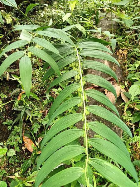 黄精长什么样_黄精图片怎么辨别真假-第3张图片-山城妙识