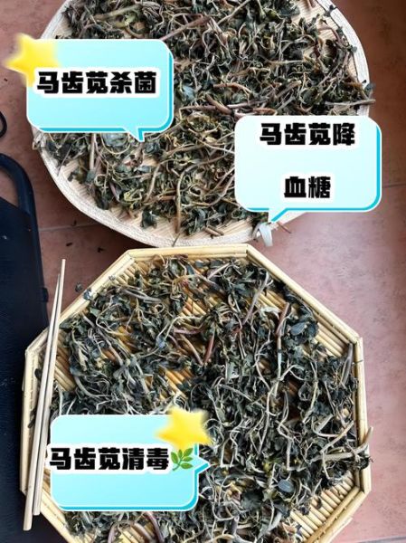 马齿菜的功效与作用_马齿菜怎么吃最好-第3张图片-山城妙识