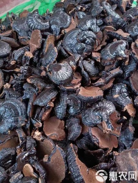 黑灵芝的功效与作用_黑灵芝图片怎么辨别真假-第2张图片-山城妙识 黑灵芝的功效与作用_黑灵芝图片怎么辨别真假-第2张图片-山城妙识