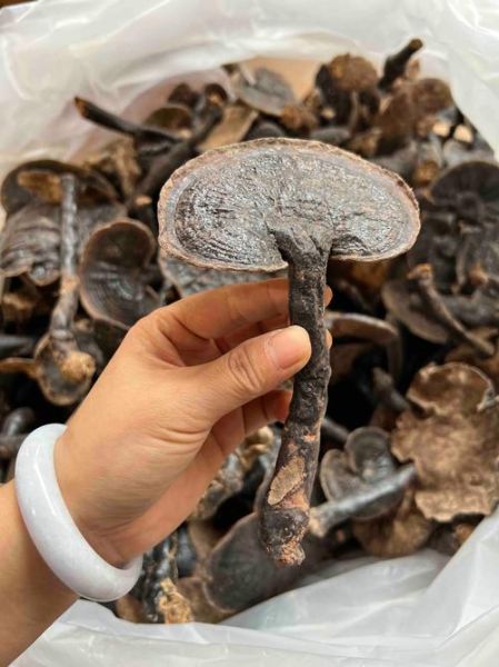 黑灵芝的功效与作用_黑灵芝图片怎么辨别真假-第1张图片-山城妙识 黑灵芝的功效与作用_黑灵芝图片怎么辨别真假-第1张图片-山城妙识