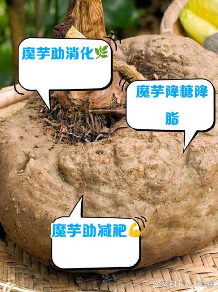 魔芋减肥真的有用吗_魔芋减肥怎么吃-第3张图片-山城妙识 魔芋减肥真的有用吗_魔芋减肥怎么吃-第3张图片-山城妙识