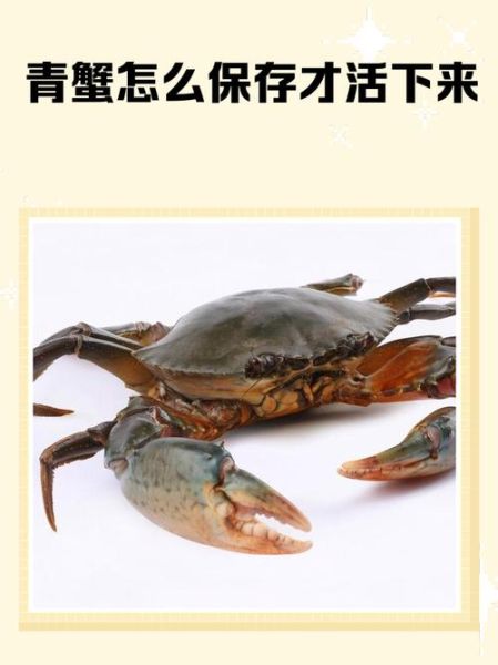 青蟹死了还能吃吗_如何判断青蟹新鲜度-第2张图片-山城妙识