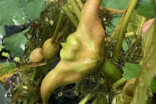 菱角在古代的寓意是什么_菱角象征什么-第2张图片-山城妙识