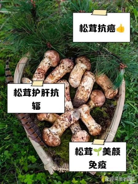 黑松茸的功效与作用_黑松茸怎么吃效果最好-第1张图片-山城妙识