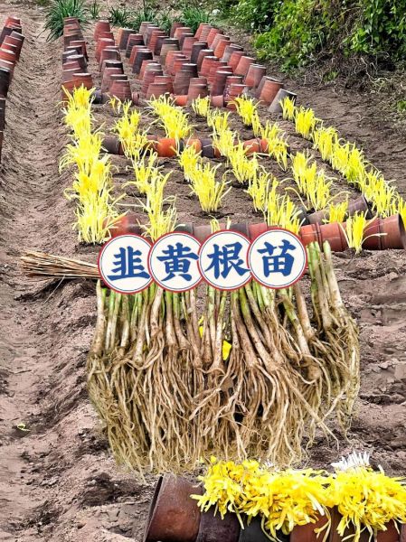 韭黄怎么种_韭黄种植技巧-第1张图片-山城妙识 韭黄怎么种_韭黄种植技巧-第1张图片-山城妙识